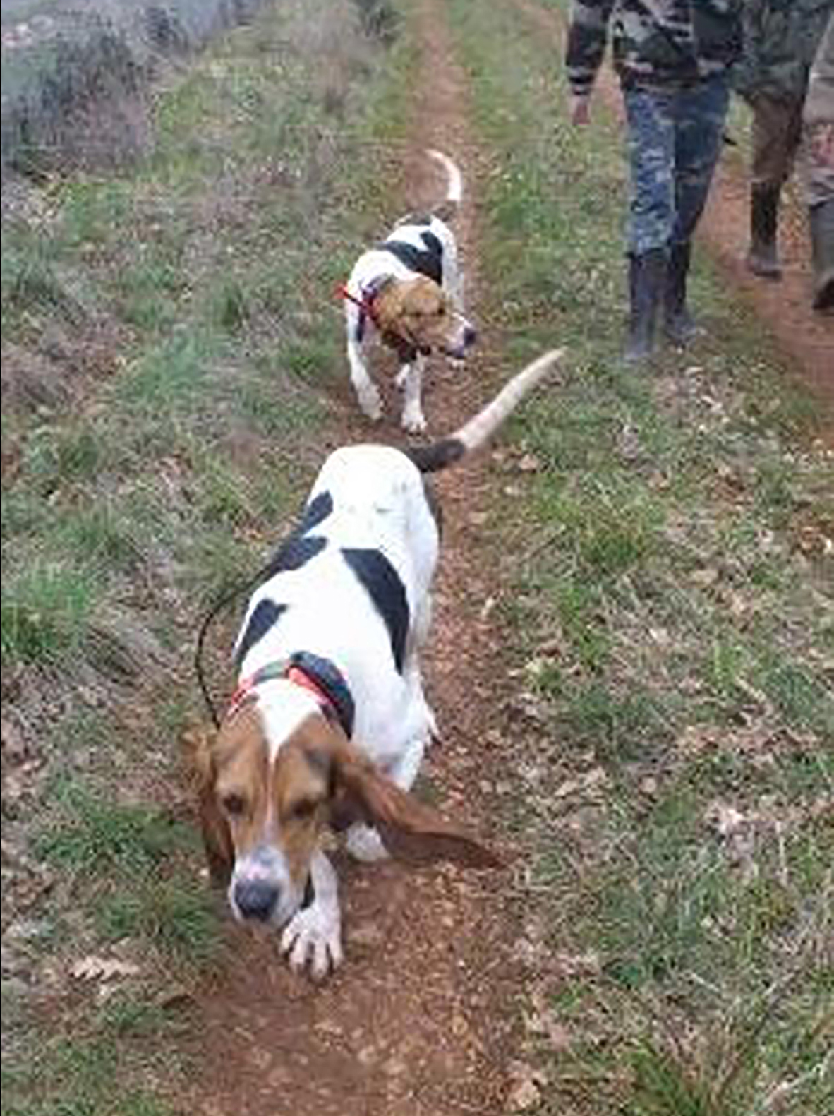 FACCC : Fédération des Associations de Chasseurs aux Chiens Courants